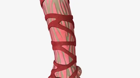 Alveoli Cross Section Terminal bronchiol... | Stock Video | Pond5