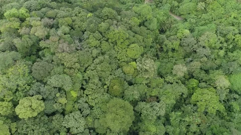 Wild Hea Stock Videos – Royalty-Free HD & 4K Videos