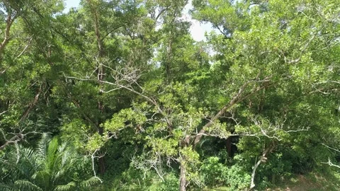 Wild Hea Stock Videos – Royalty-Free HD & 4K Videos