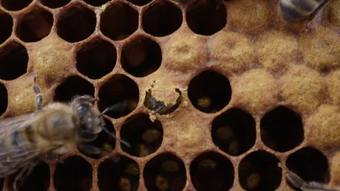 Amazing birth process of young bee. Bees... | Stock Video | Pond5