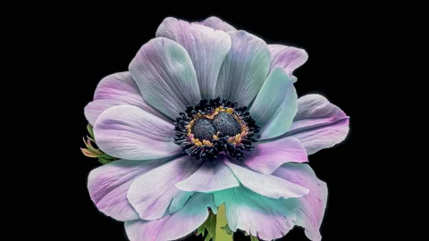 Background Valentine Stock Videos – Royalty-Free HD & 4K Videos