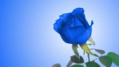 Amazing bright blue rose flower opening ... | Stock Video | Pond5