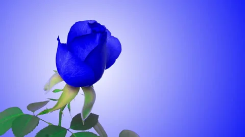 Amazing bright blue rose flower opening ... | Stock Video | Pond5