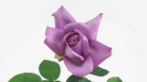 Amazing bright blue rose flower opening ... | Stock Video | Pond5