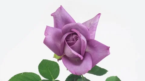 Amazing bright blue rose flower opening ... | Stock Video | Pond5