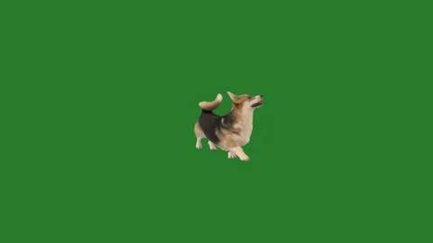 Green Screen Dancing Dog Stock Footage ~ Royalty Free Stock Videos | Pond5