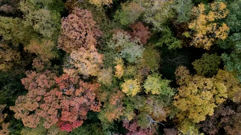 Amazing fall leaves. Tons of color! Dro... | Stock Video | Pond5