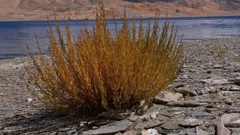 Amazing flora of Himalayan mountains and... | Stock Video | Pond5