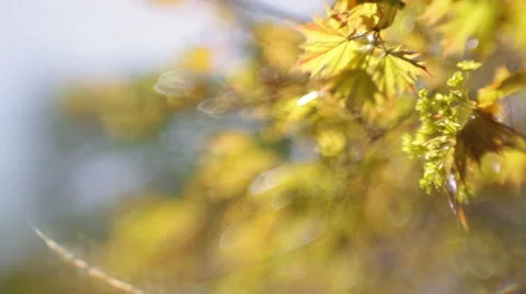 Amazing nature scene with maple tree and... | Stock Video | Pond5