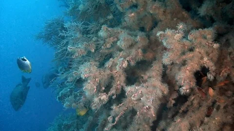 Amazing nature of underwater world with ... | Stock Video | Pond5