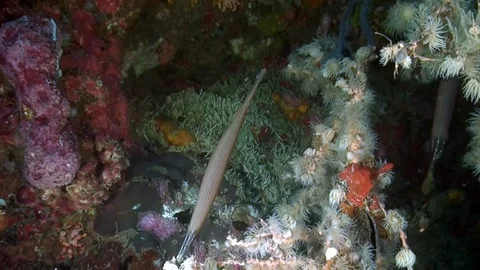 Amazing nature of underwater world with ... | Stock Video | Pond5