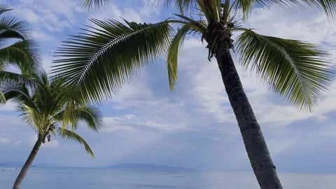 Amazing palm trees on the beach/Крас... | Stock Video | Pond5