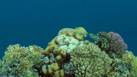 Kind : Picture Stock Videos – Royalty-Free HD & 4K Videos | Pond5