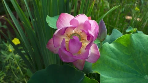 Lotus Flower Opening Stock Footage ~ Royalty Free Stock Videos | Pond5