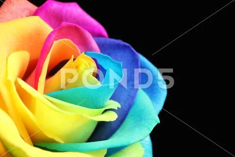Amazing rainbow rose flower on black background Stock Photo #232421815