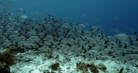 Amazing shoal of fish in the Pacific Oce... | Stock Video | Pond5