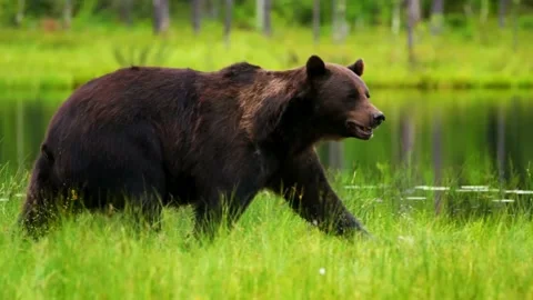 Amazing Side View Of Wild Glizzy Bear | Stock Video | Pond5