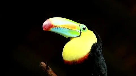 Tropical Birding Stock Videos – Royalty-Free HD & 4K Videos | Pond5
