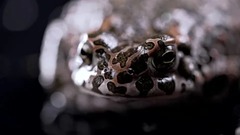 Amazing tropical frog or toad close-up. ... | Stock Video | Pond5