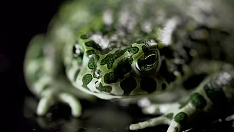 Amazing tropical frog or toad close-up. ... | Stock Video | Pond5
