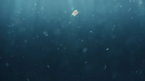 Amazing underwater scene with floating p... | Stock Video | Pond5