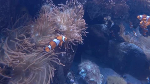Amazing view underwater aquarium with ma... | Stock Video | Pond5