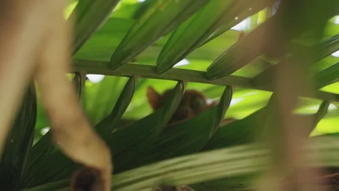 Amazingly adorable tarsier monkey nestle... | Stock Video | Pond5