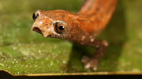 Amazon Climbing Salamander (Bolitoglossa... | Stock Video | Pond5
