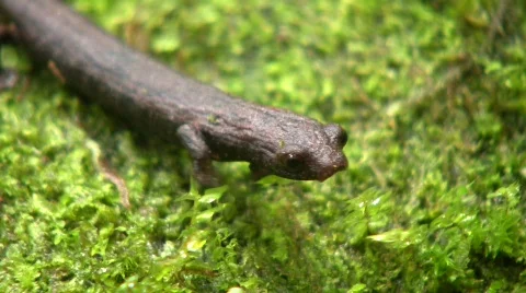 Amazon Climbing Salamander (Bolitoglossa... | Stock Video | Pond5