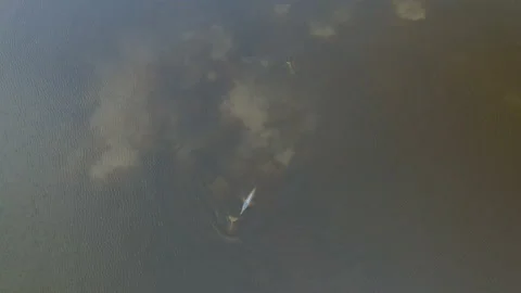 Dolphins Stock Videos – Royalty-Free HD & 4K Videos | Page 2