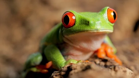 Amazon frog green tree frog close up. Re... | Stock Video | Pond5