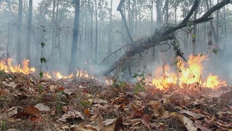 Amazon Fire Stock Video Footage | Royalty Free Amazon Fire Videos | Pond5