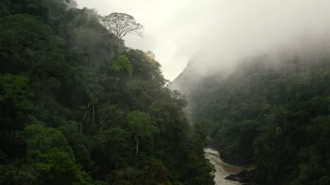 Amazon Jungle Stock Videos – Royalty-Free HD & 4K Videos