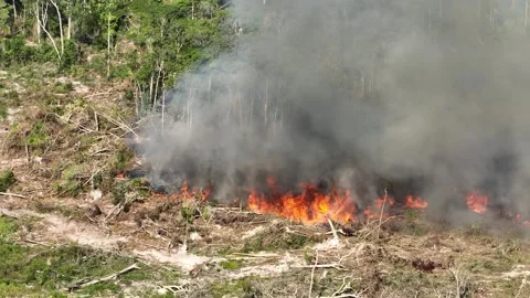Amazon wildfire burning trees for defore... | Stock Video | Pond5