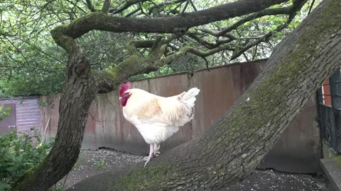 Amber Link Golden Chicken Cockerel Domes... | Stock Video | Pond5