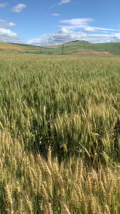 Amber Waves Of Grain Stock Footage ~ Royalty Free Stock Videos | Pond5