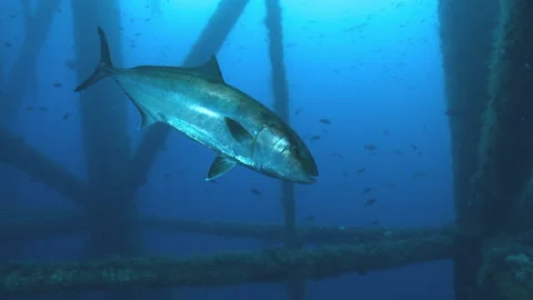 Amberjack Stock Video Footage | Royalty Free Amberjack Videos | Pond5
