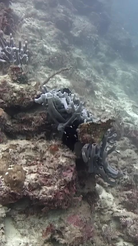 Black Ambush P Stock Videos – Royalty-Free HD & 4K Videos | Pond5