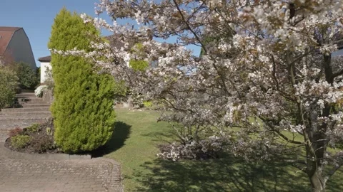 Amelanchier lamarckii tree in flower in ... | Stock Video | Pond5
