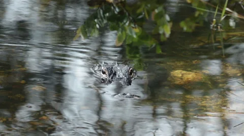 Alligator Attack Video Stock Videos – Royalty-Free HD & 4K Videos