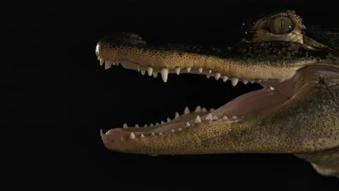 american alligator breathing black backg... | Stock Video | Pond5
