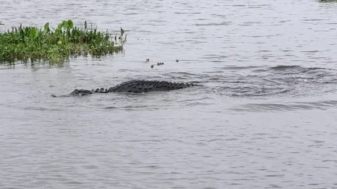 American Alligator fishing | Stock Video | Pond5