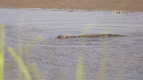American alligator grabbing grabs and sm... | Stock Video | Pond5