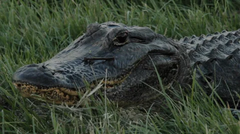 Head Turn Stock Footage ~ Royalty Free Stock Videos | Pond5