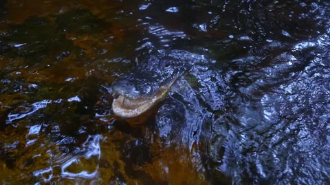 American Alligator with Jaws Open in Wet... | Stock Video | Pond5