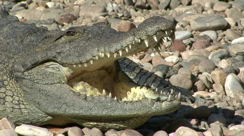 American Alligator Opening and Closing M... | Stock Video | Pond5