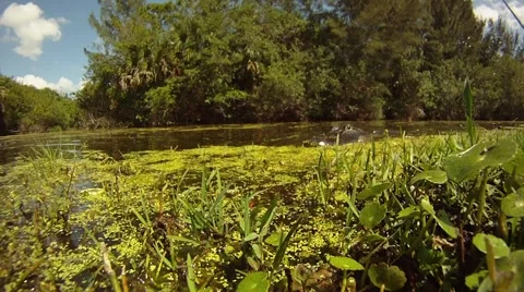 Alligator Stock Video Footage | Royalty Free Alligator Videos | Pond5