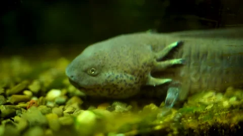 American axolotl in water, 4k | Stock Video | Pond5