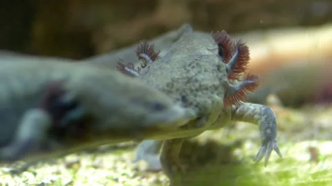 Axolotl Stock Videos – Royalty-Free HD & 4K Videos | Pond5
