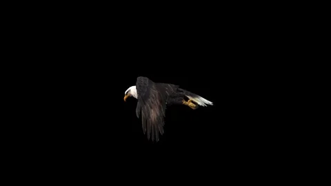 An american bald eagle fly flap wings on... | Stock Video | Pond5